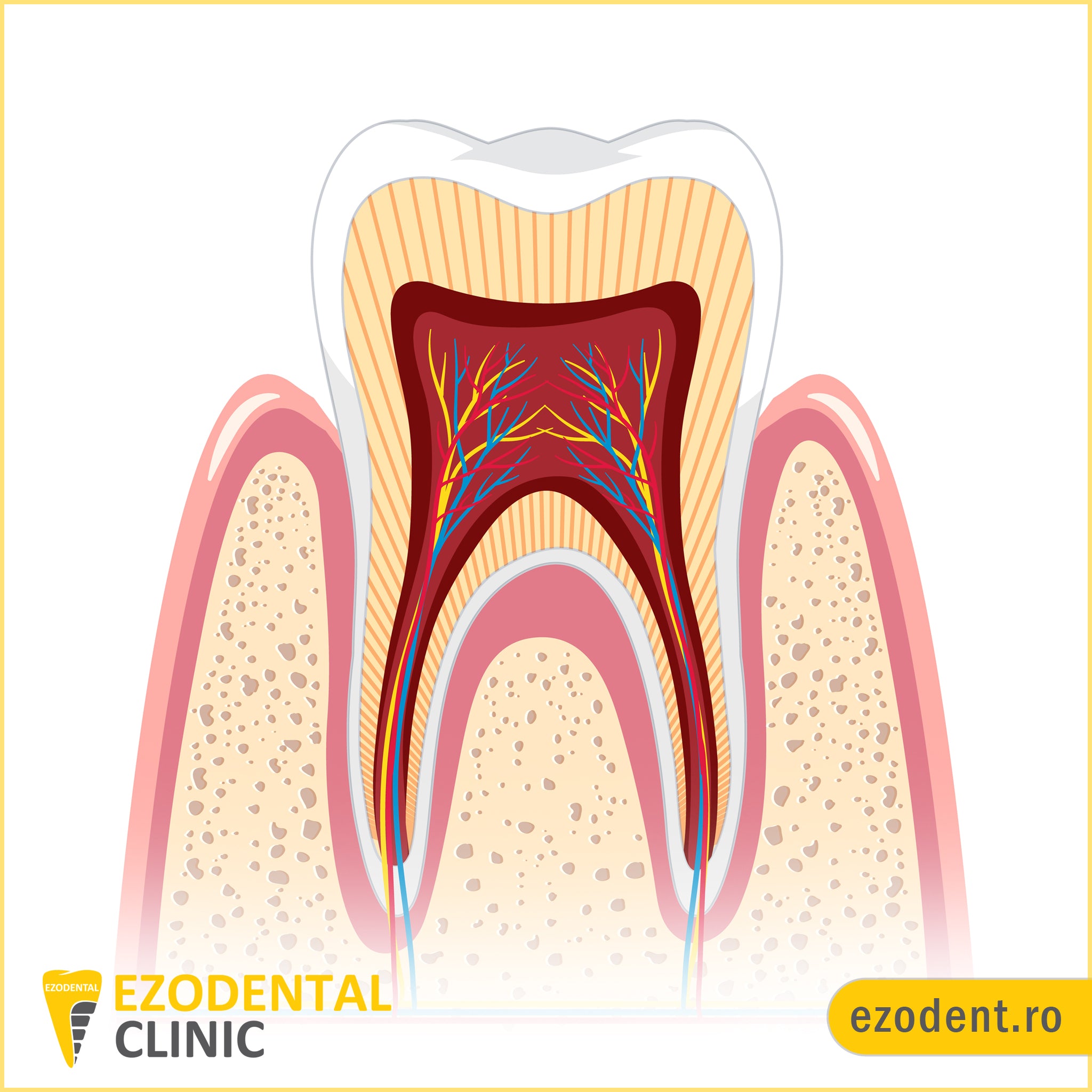 Canalele dentare – EZO DENTAL CLINIC